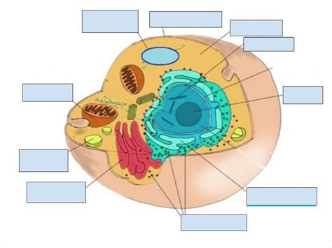 Cells Diagram Quizlet