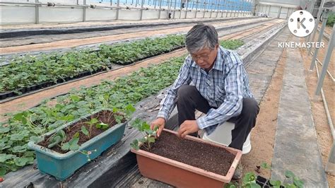 사철딸기 분홍색꽃 관하딸기모종 판매 및 간단하게 심는 방법 Youtube