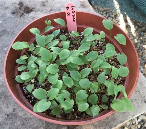 Growing Delphiniums From Seed