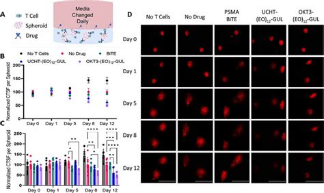 Assessment Of Cytotoxicity In Multicellular Spheroid 3d In Vitro Assay Download Scientific