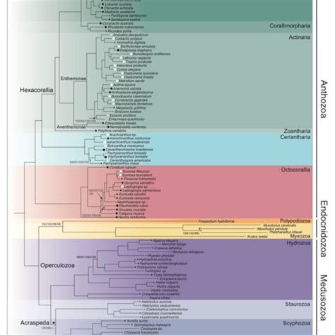 Maximum Likelihood Phylogeny Of Cnidaria Estimated From An Untrimmed