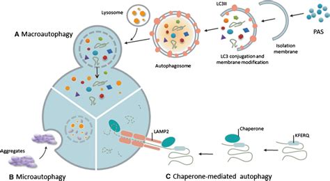Three Types Of Autophagy Macroautophagy Microautophagy And Download Scientific Diagram