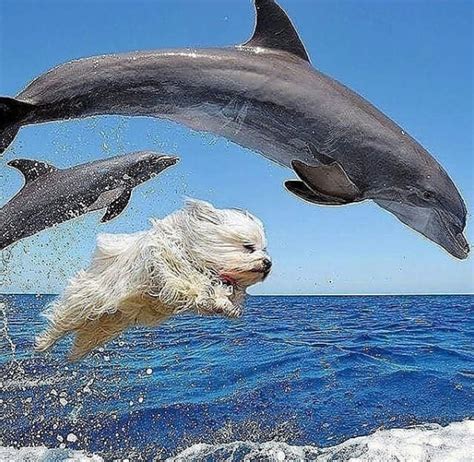 친구야 가자 유머 감동 알고사