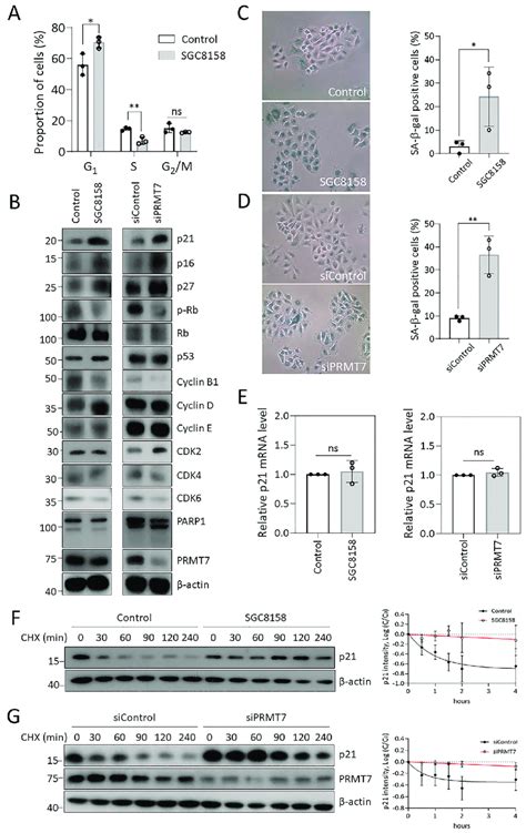 Prmt7 Inhibition Induces Cell Cycle Arrest And Cellular Senescence Via