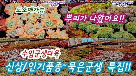 수입군생다육전문~금강이모네다육에 신상인기품종 묵은군생다육들 하얀 뿌리가 수염뿌리 블루엘프대품 빅토리아 제스타군생 등 Youtube