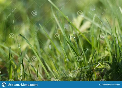 Green Grass With Dew Drop Stock Image Image Of Minimalistik 139936899