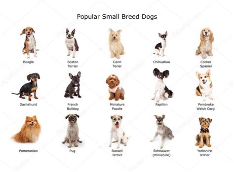 Colección De Perros De Raza Pequeña Populares 2025