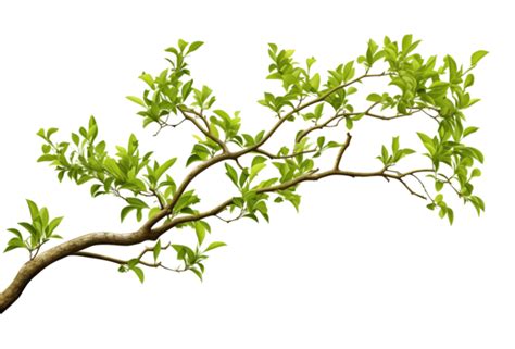 Tree Branch PNGs For Free Download