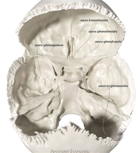 Cranial Sutures The Inner Surface Of The Base Of Skull Skull And