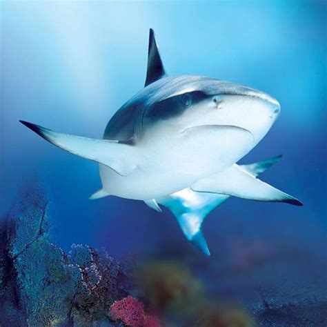 Bull Shark Wallpapers Wallpaper Cave