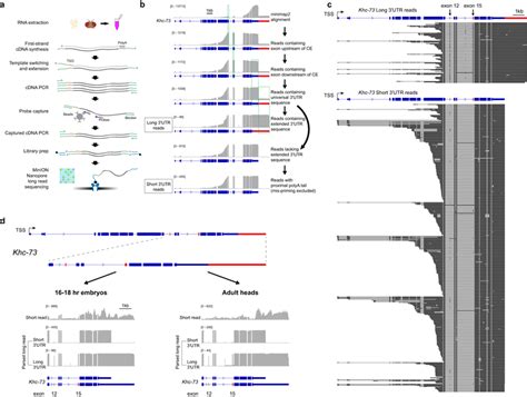 Pl Seq Library Preparation And Data Processing Workflow A Illustration Download Scientific