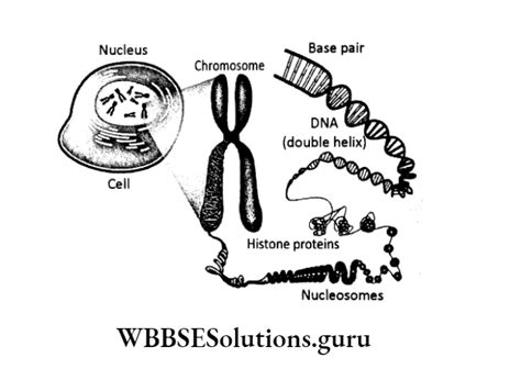 Wbbse Solutions For Class 10 Life Science Chapter 2 Cell Division And Cell Cycle Wbbse Solutions