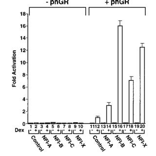 Promoter Specific Activation By NFI Requires An NFIbinding Site Download Scientific Diagram