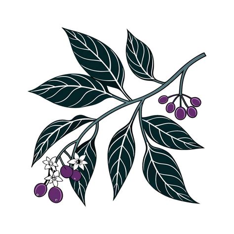 Elegant Nightshade Flower Artwork 57811596 Vector Art At Vecteezy