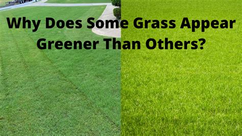 Why Grass Is Green At Leah Woodcock Blog