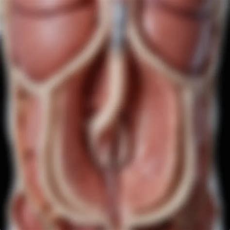 Anatomical Diagram Of Bladder Lateral Wall