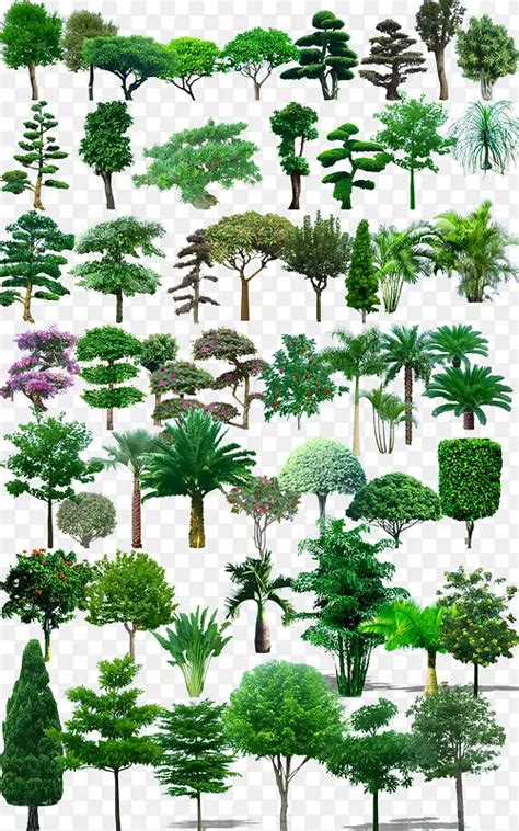 创意高清园林植物摄影PNG图片素材下载 图片编号yonxngpn 免抠素材网