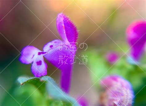 N F 00009 お空の散歩道