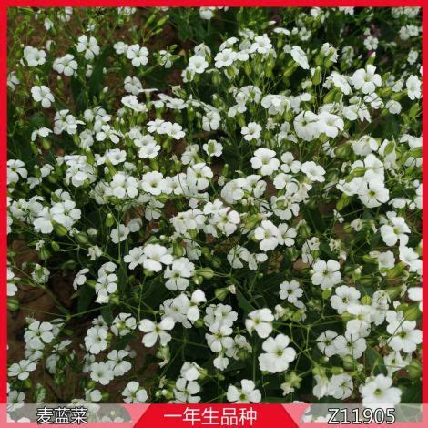 麦蓝菜 王不留行