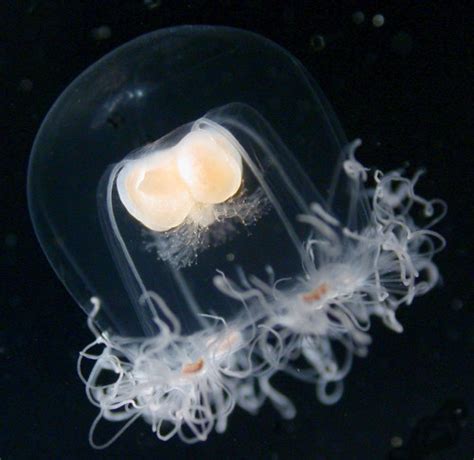 Medusa Cnidarians Red Eye Medusa Cnidarians Of The Eastern Pacific