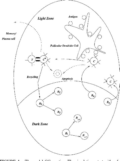 Figure 1 From A Mathematical Model On Germinal Center Kinetics And