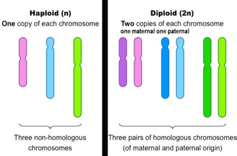 Bio Review Chapter 2 Part 1 Nc Flashcards Quizlet