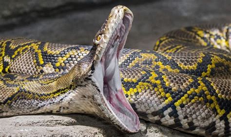 Python Horror As Womans Body Is Found In Stomach Of 21 Foot Snake Nature News Uk