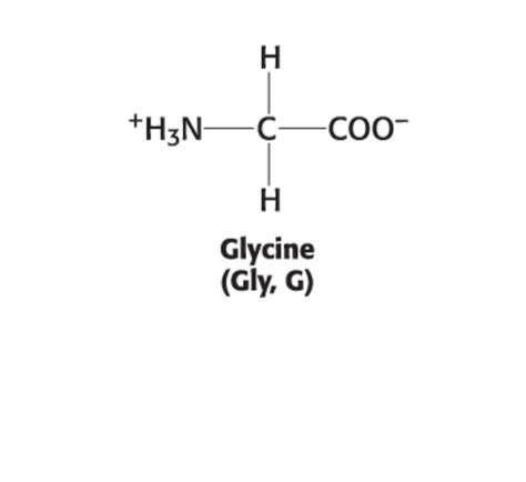 Amino Acids Flashcards Quizlet