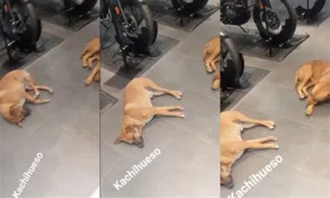 Perritos Se Refugian Del Sol En Una Tienda Elektra