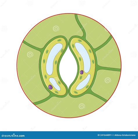 Leaf Stomata Cell Structure Stock Illustration Illustration Of Tissue