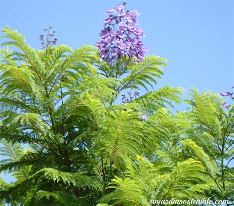 Jacaranda Mimosifolia Jacarandá