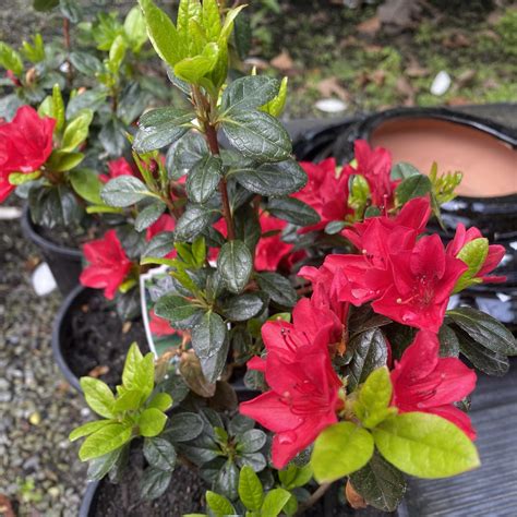 Evergreen And Deciduous Azaleas Lushingtons