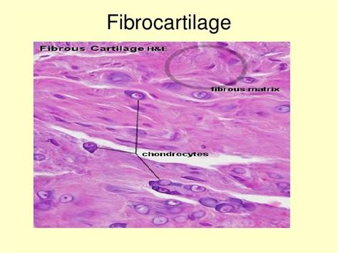 Elastic Cartilage Anatomy And Physiology Cartilage Physiology