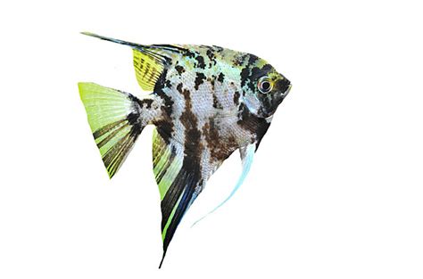 Pterophyllum Scalare Underwater Nature Colorful Photo Background And Picture For Free Download