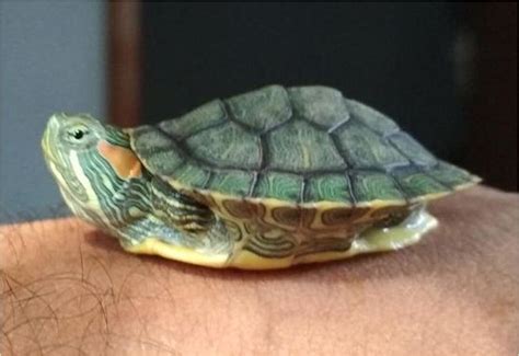 Fungus Infection Red Eared Slider At Lola Omay Blog