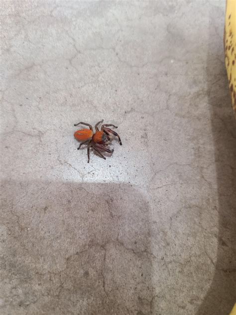 Is This Some Kinda Jumping Spider R Whatsthisbug