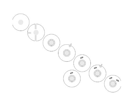 Eukaryote Evolution Pdf