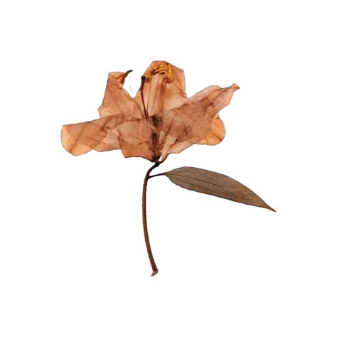 Minimalist Dried Flower Icon Illustration