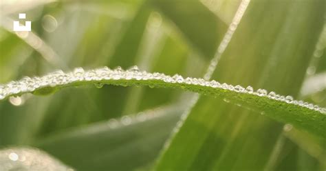 이슬이 맺힌 풀의 클로즈업 사진 Unsplash의 무료 잎 이미지