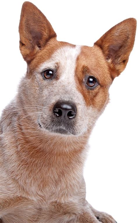 Red Heeler Appearance Temperament And Care All Things Dogs