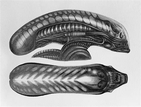 Xenomorph Study Angelabermudez Xenomorph Study Angelabermudez