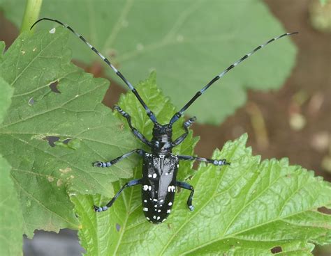 ゴマダラカミキリ