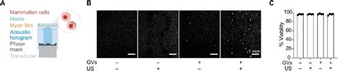 Holographic Patterning Of Mammalian Cells Based On Their Genotype A Download Scientific