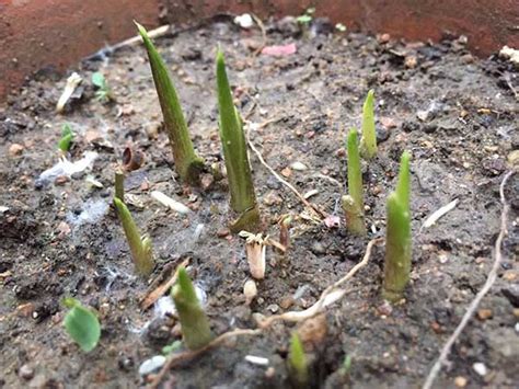 马蹄莲种球最新马蹄莲种根苗 价格 图片 种植技术 江苏长景园林