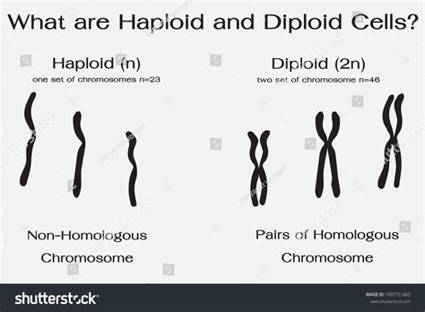 Differences Between Diploid Haploid Chromosomes Stock Vector Royalty Free 1907751865