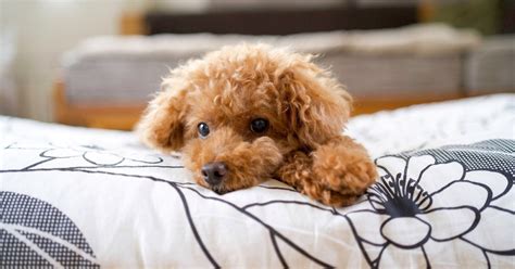 우리 강아지 피부병😭 종류 예방법 펫보험까지 비마이펫