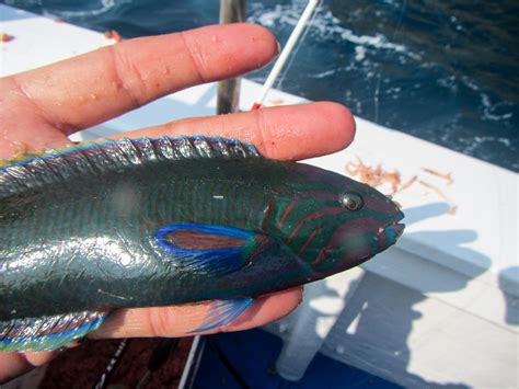 德先生魚筆記 新月錦魚
