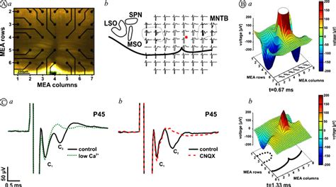 Multielectrode Array Mea Recordings From Acute Brainstem Slices Aa Download Scientific