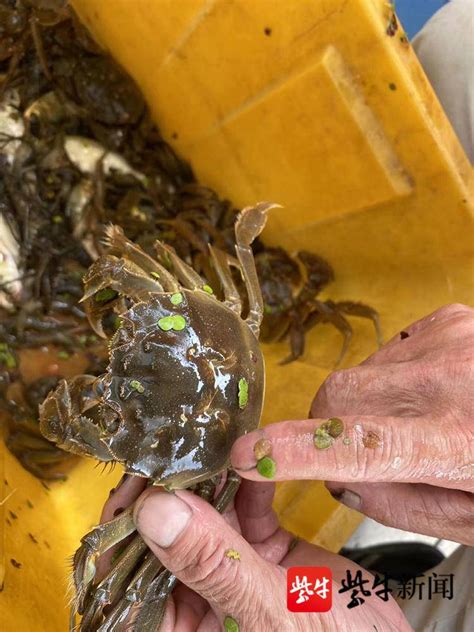 阳澄湖大闸蟹24小时不间断吸氧仍“蜕得慢”，将缺席中秋餐桌