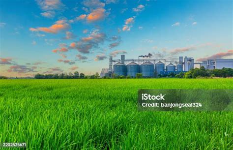 산업 플랜트 및 쌀 농장 농업 사일로 논과 함께 푸른 하늘을 배경으로 곡물 밀 옥수수 콩 해바라기의 건물 외관 저장 및 건조 0명에 대한 스톡 사진 및 기타 이미지 Istock